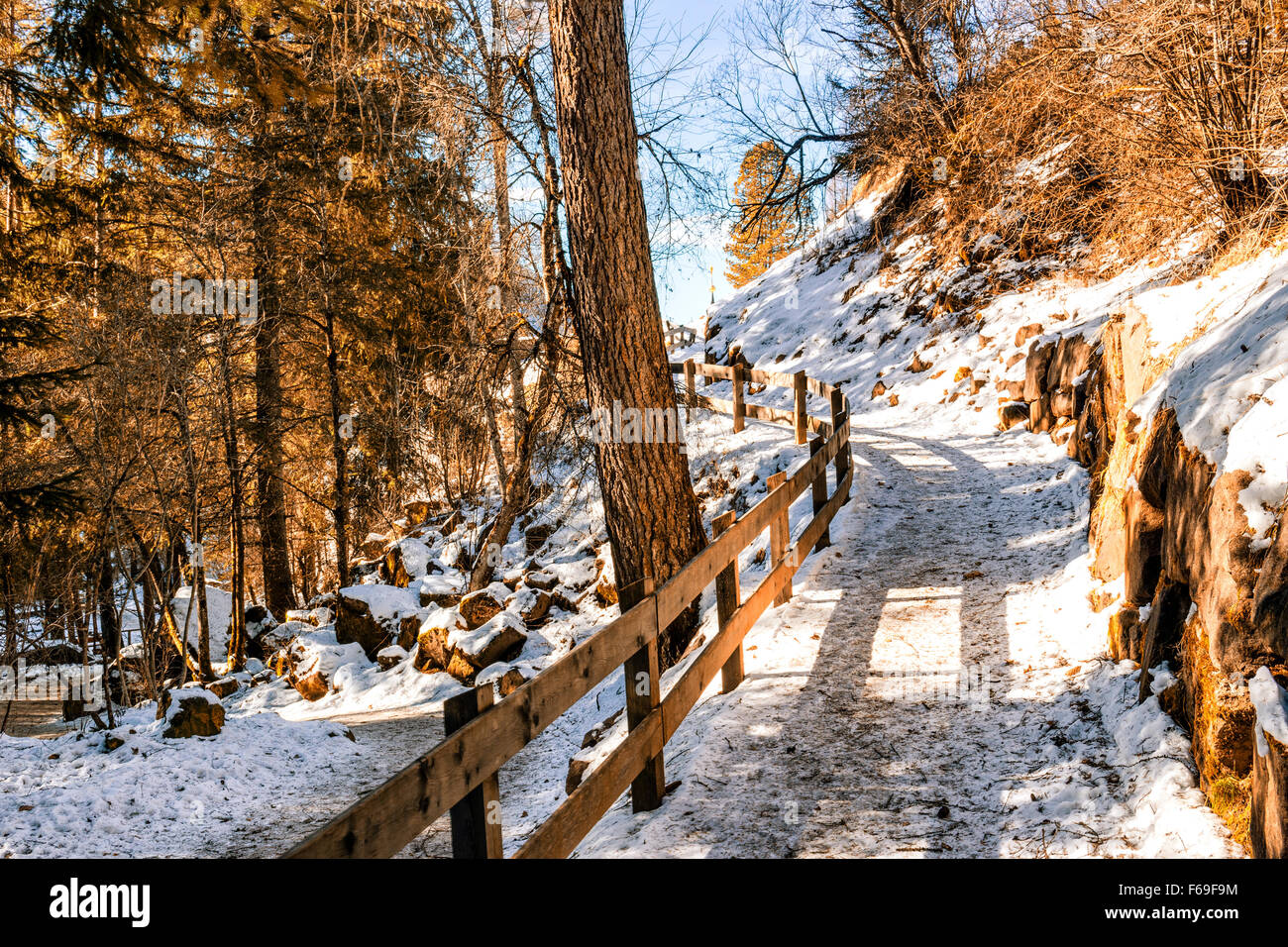 Brown walk path in a forest of green pines, spruces and firs on ...