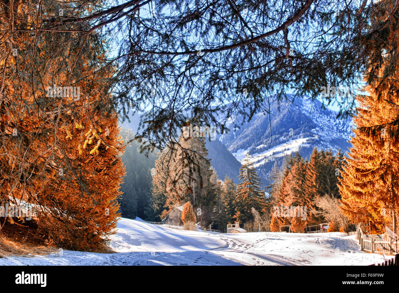 Brown walk path in a forest of green pines, spruces and firs on ...