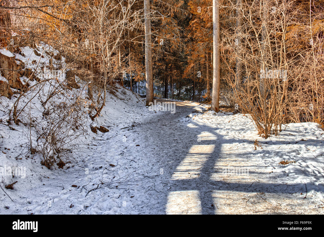 Brown walk path in a forest of green pines, spruces and firs on ...