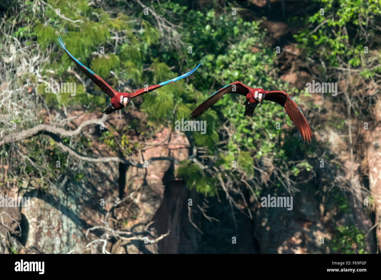 Fying bird hi-res stock photography and images - Alamy