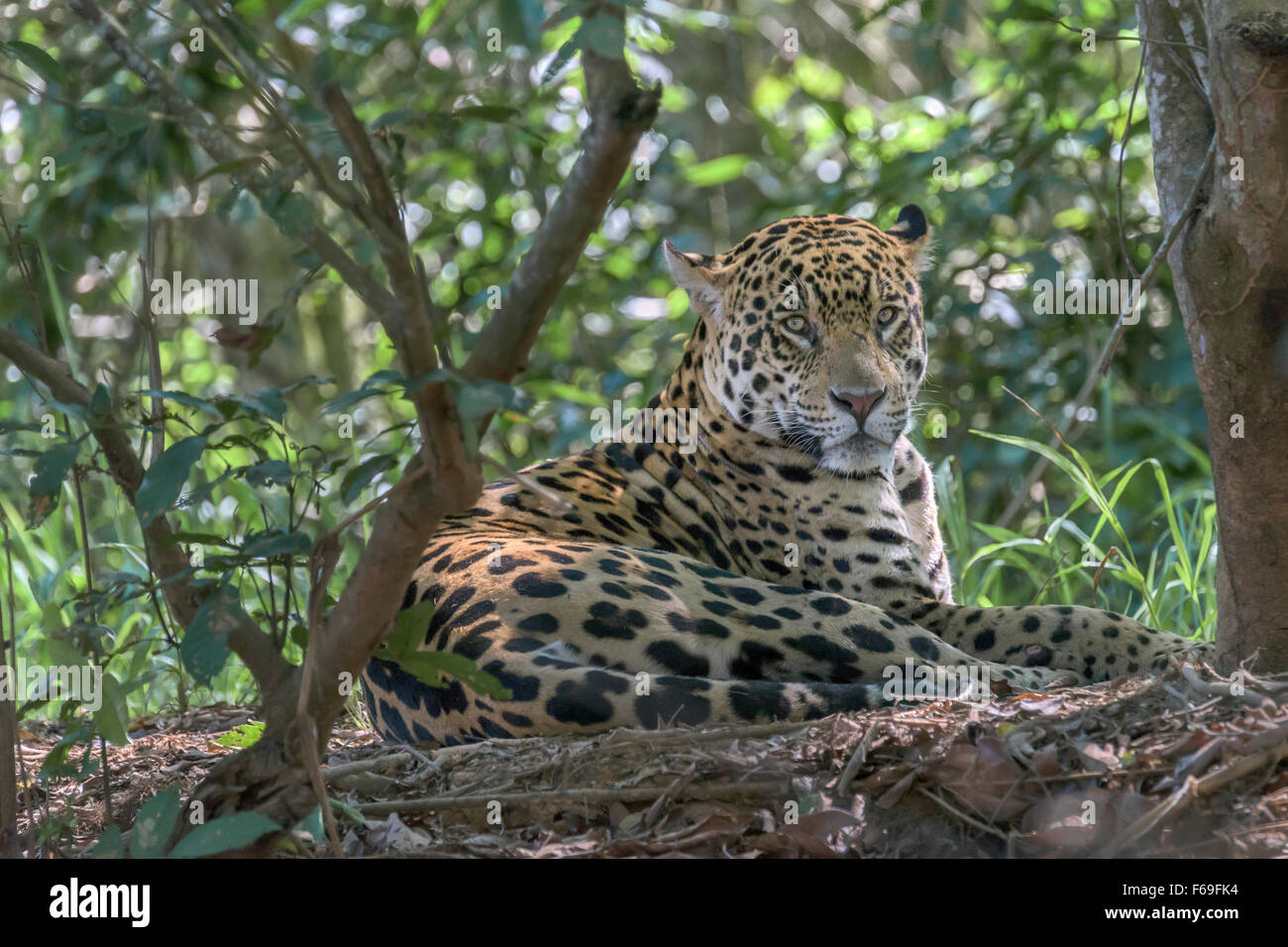 Jaguar lying in the woods #2, Rio Cuiaba, Pantanal, Brazil Stock Photo ...