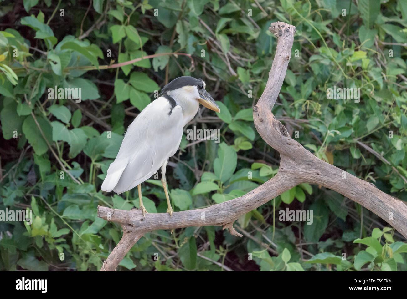 Southern boat-billed heron on a riverside branch, Rio Cuiaba, Pantanal ...