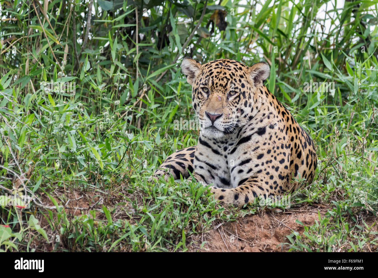 Portrait of a reclining jaguar, Rio Cuiaba, Pantanal, Brazil Stock ...