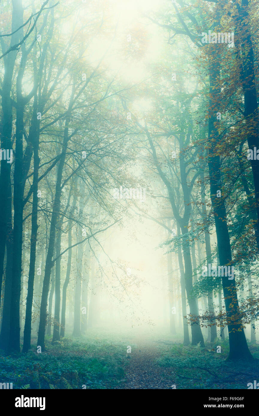 Fagus sylvatica. Beech trees and autumn mist Dockey Woods, Ashridge ...