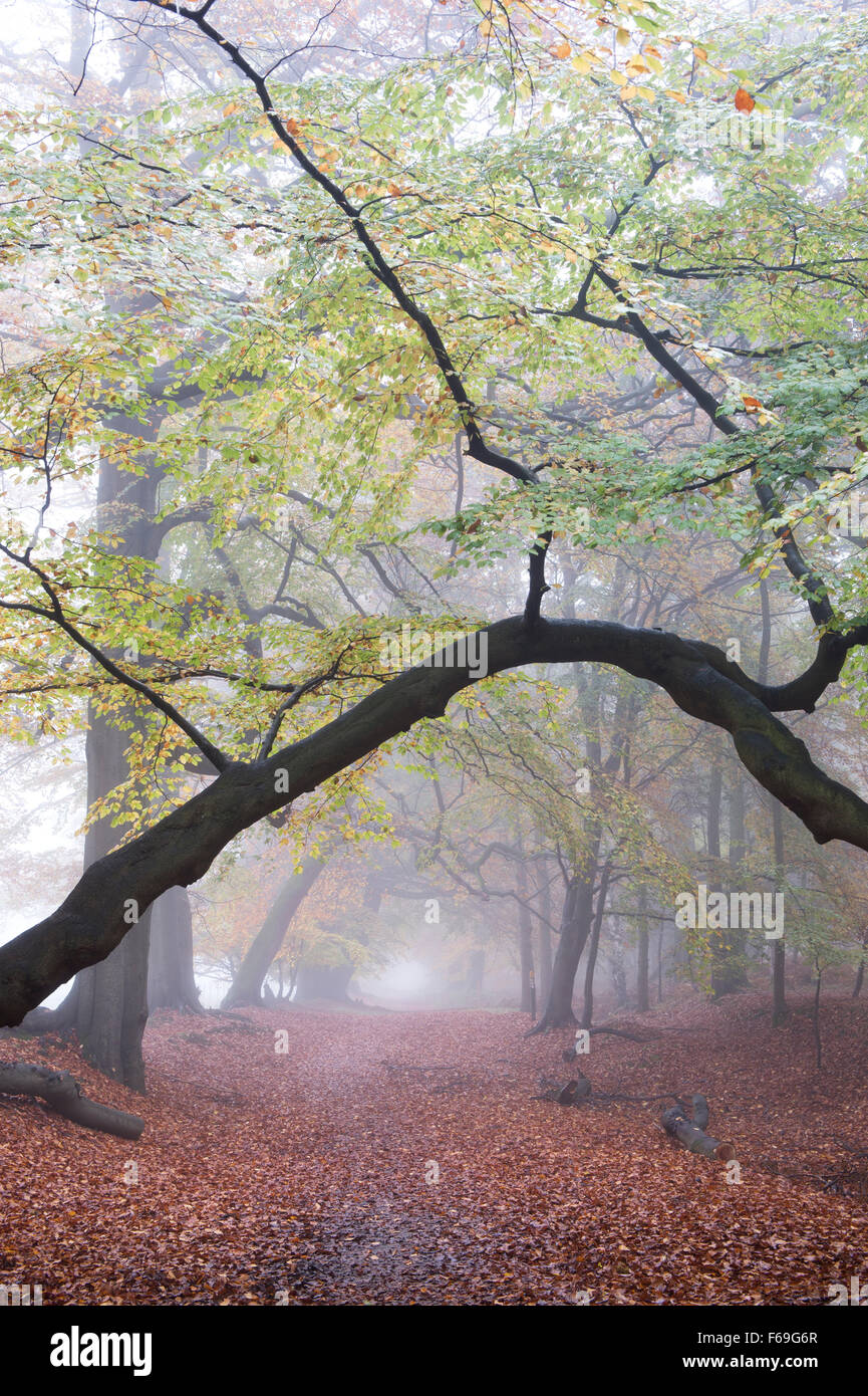 Fagus sylvatica. Beech trees and autumn mist. Ladys walk, Ashridge ...