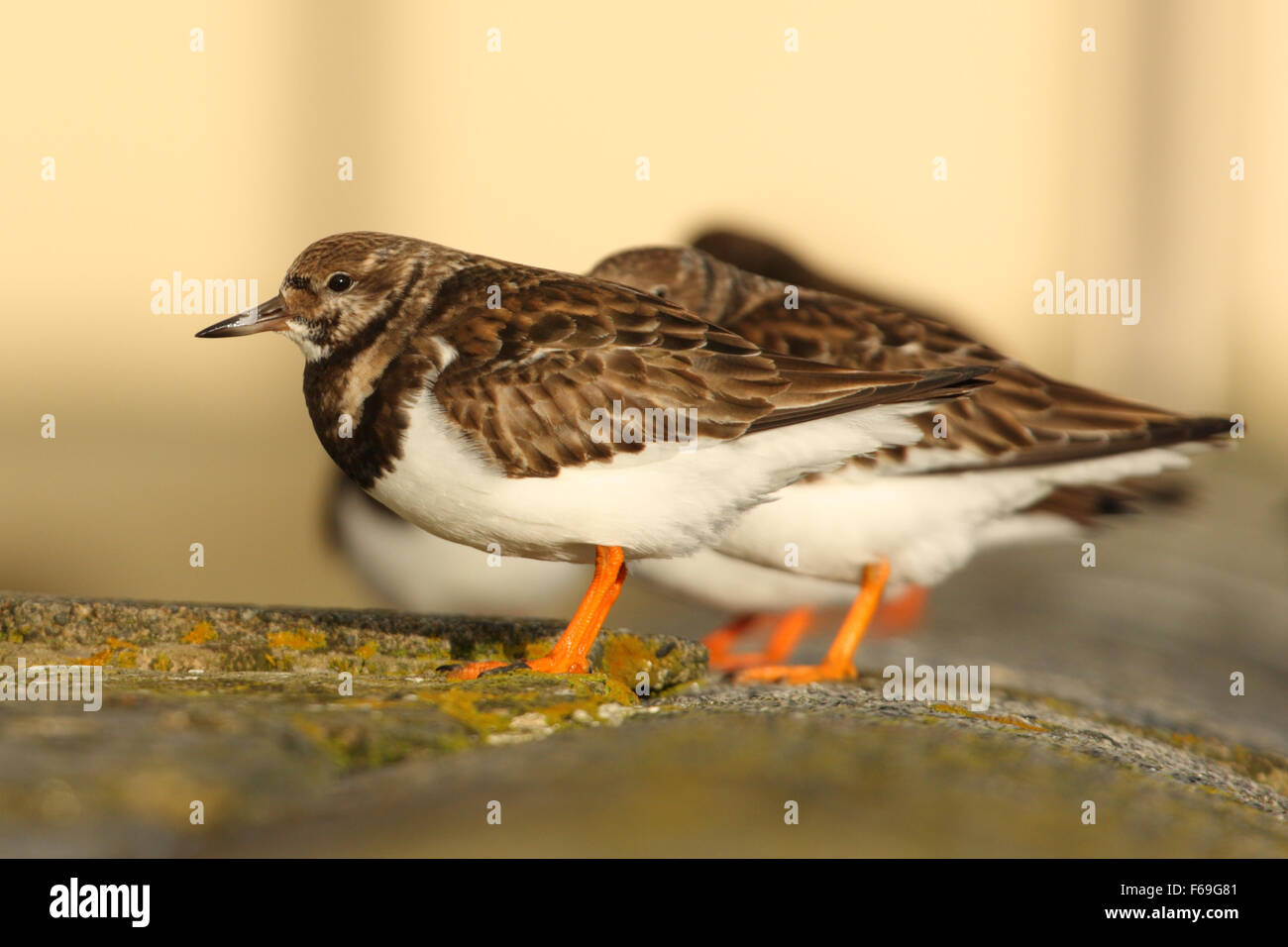 Orange leg bird hi-res stock photography and images - Alamy