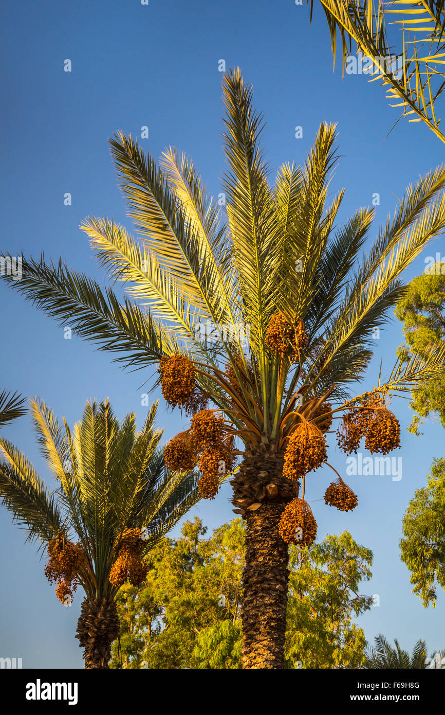 Date fruit and palm fronds on the trees on the north shore of the Sea ...