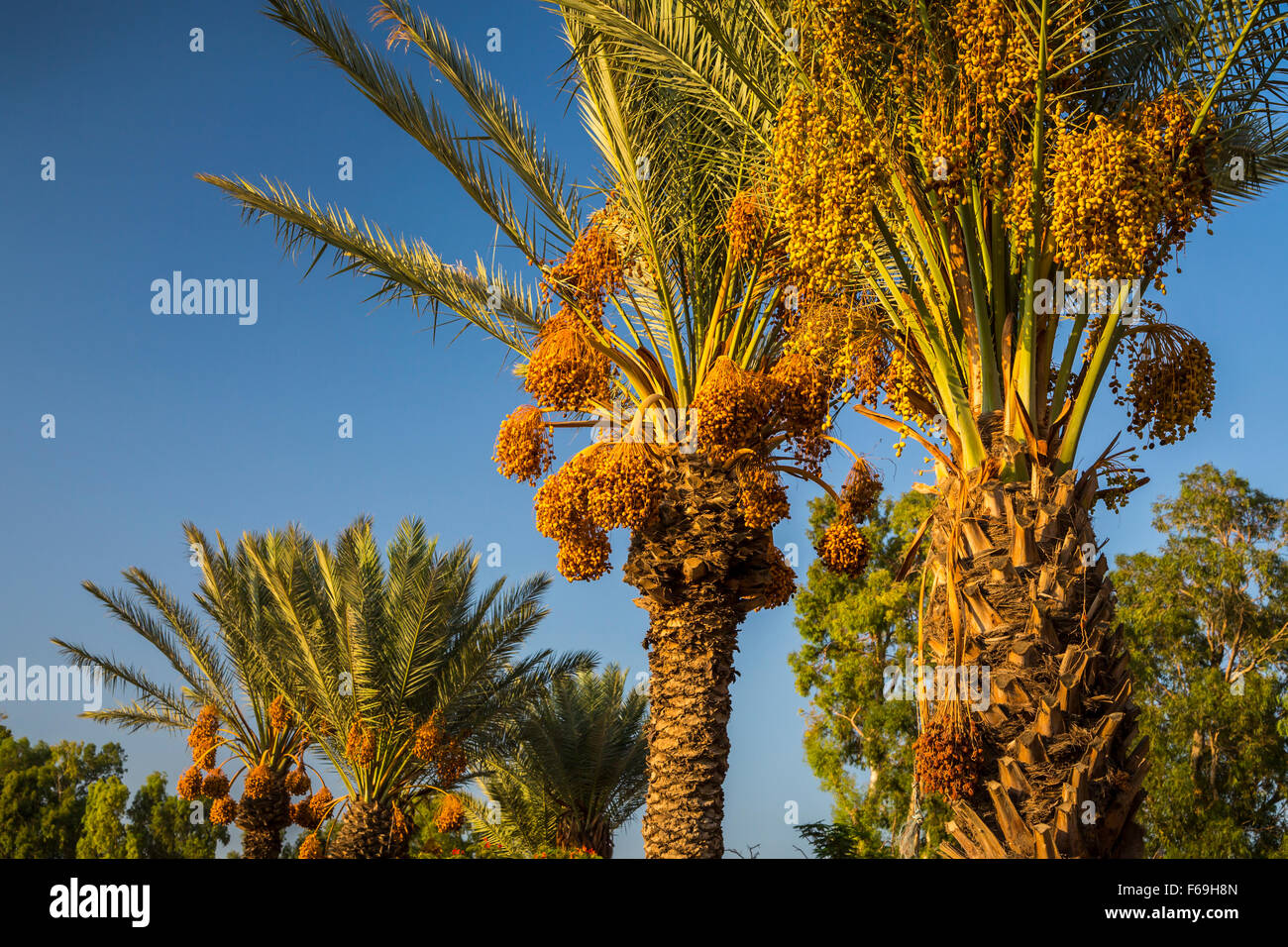 Date fruit and palm fronds on the trees on the north shore of the Sea ...