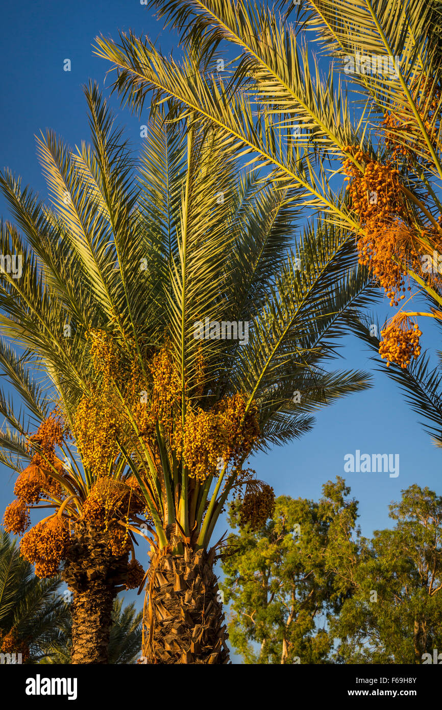 Date fruit and palm fronds on the trees on the north shore of the Sea ...