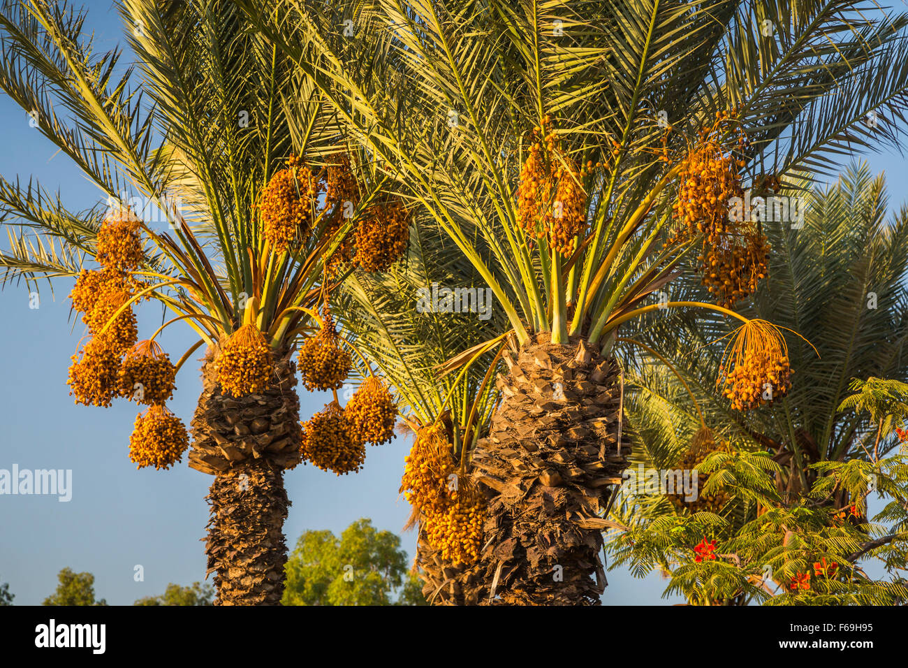 Date fruit and palm fronds on the trees on the north shore of the Sea ...