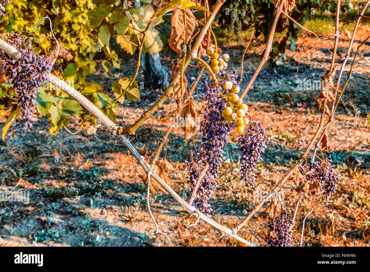 bunches of withered grapes and bunches of unripe grapes on the same ...