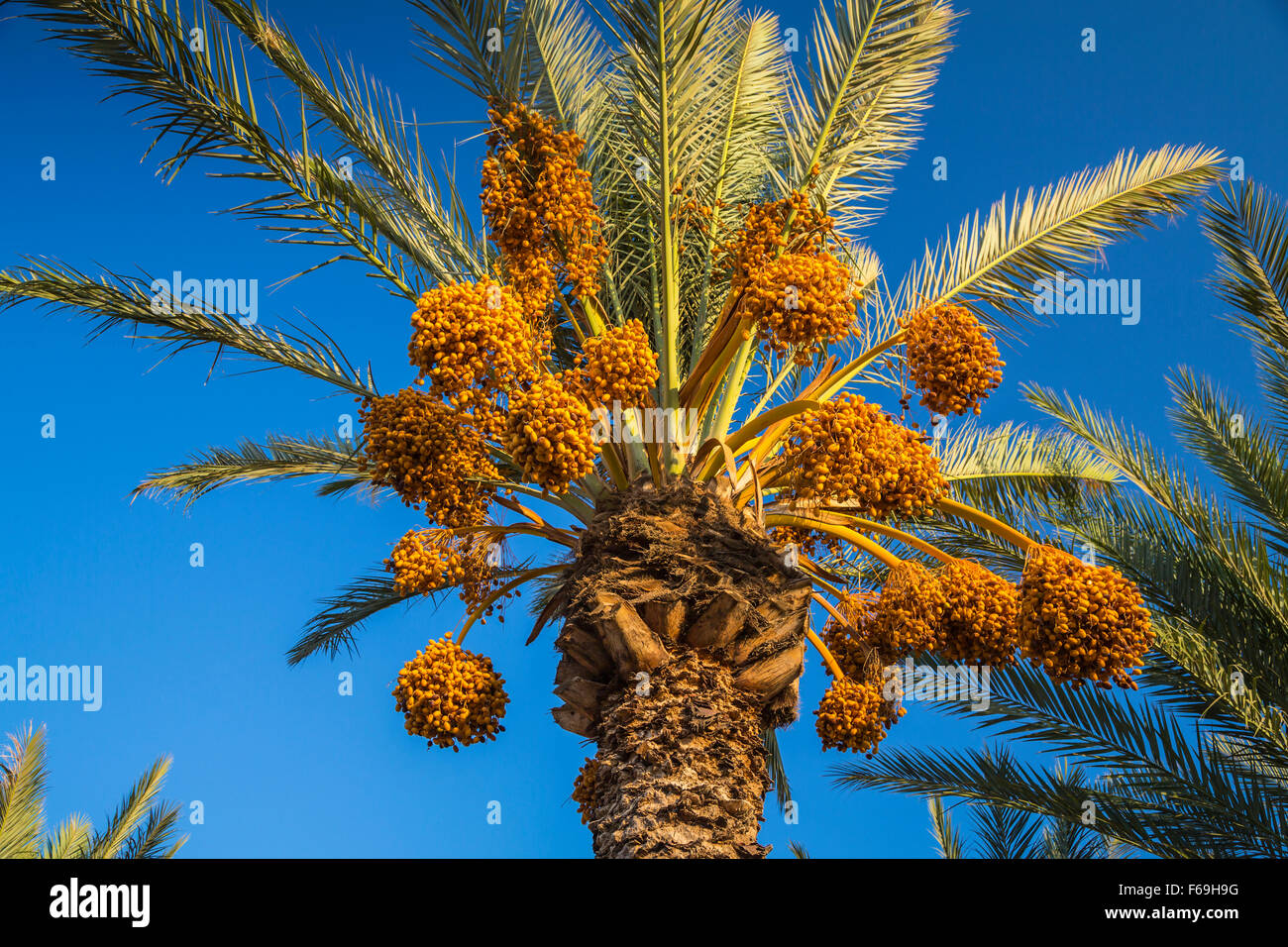 Date fruit and palm fronds on the trees on the north shore of the Sea ...