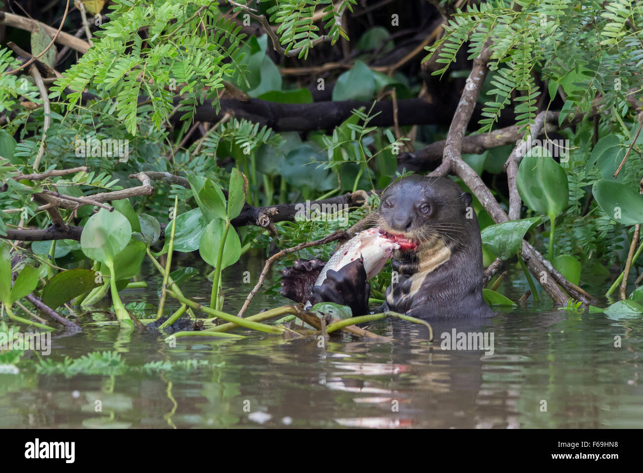Giant river otter holding its fish dinner, Rio Cuiaba, Pantanal, Brazil ...