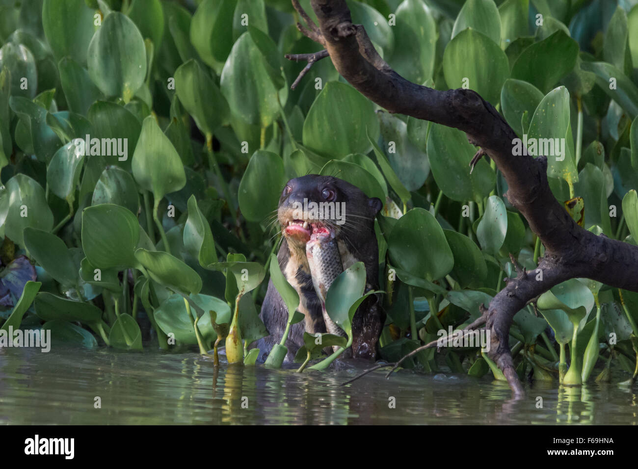 Giant river otter hiding in the water hyacinths to eat its fish, Rio ...