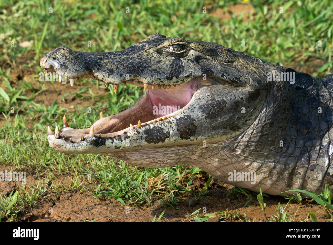 Caiman hi-res stock photography and images - Alamy