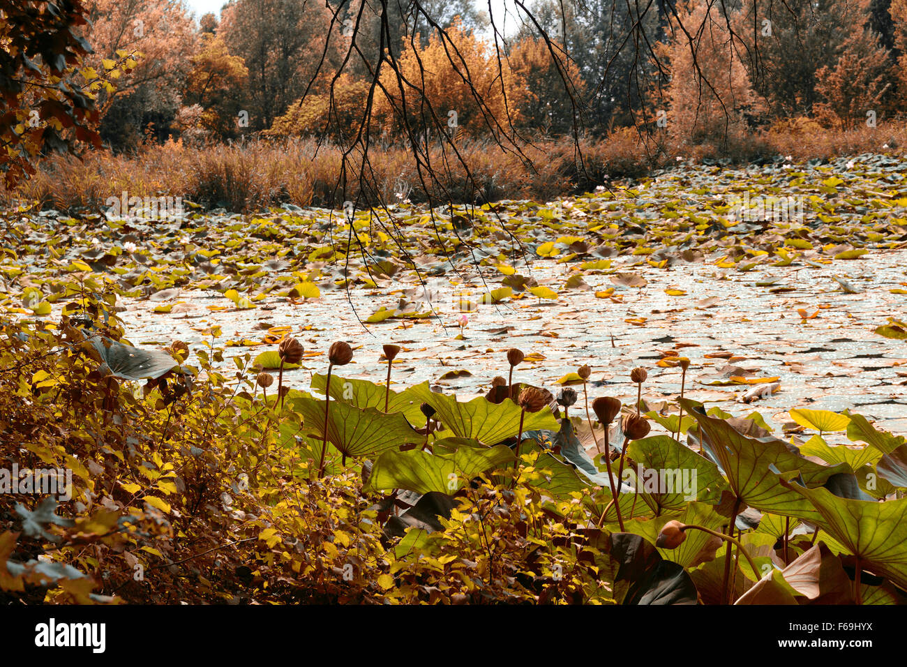 The natural reserve "Parco del loto" Lotus green area in Italy: a wide ...