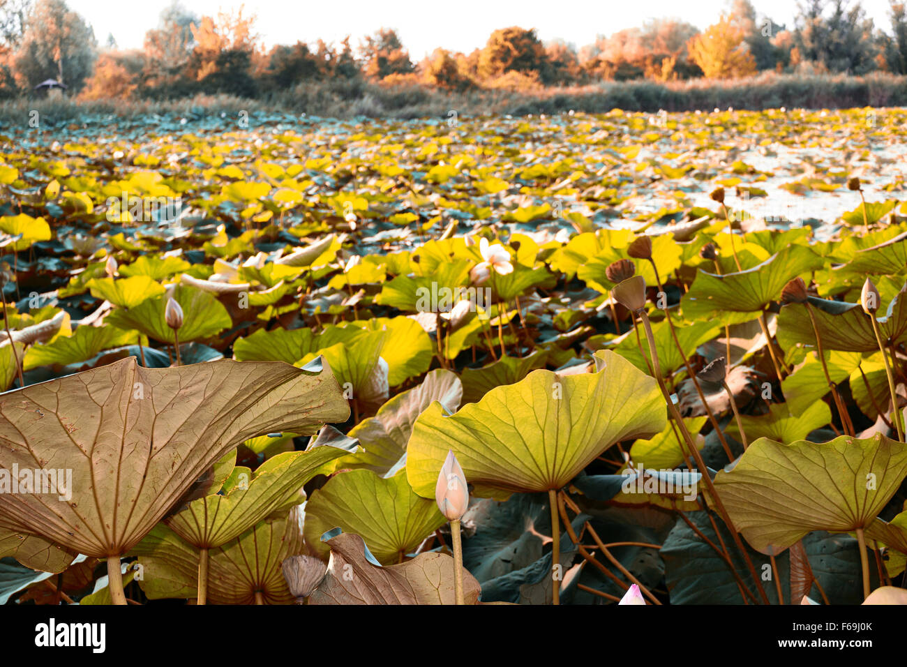 The natural reserve "Parco del loto" Lotus green area in Italy: a wide ...