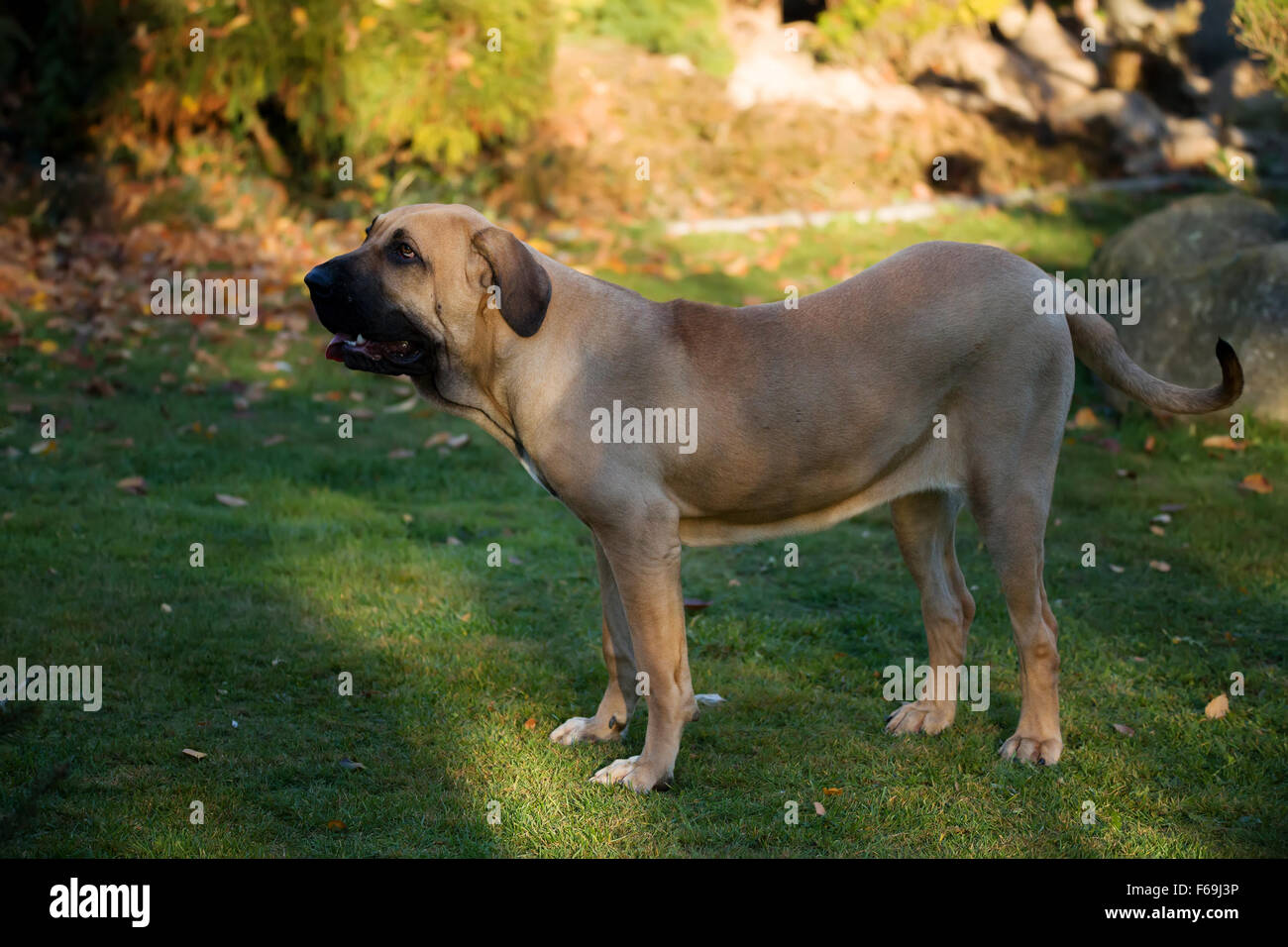 Female fila brasileiro brazilian mastiff hi-res stock photography and ...