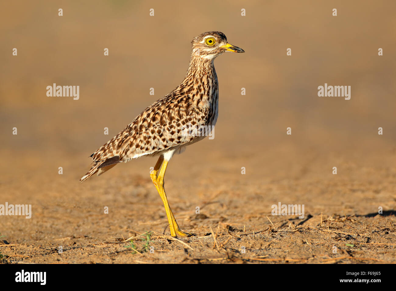 A spotted dikkop (Burhinus capensis) in natural habitat, South Africa ...