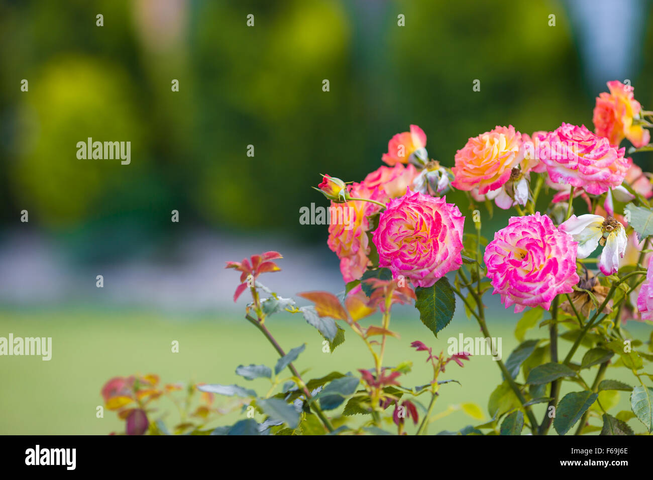 Rose garden farmers branch hi-res stock photography and images - Alamy