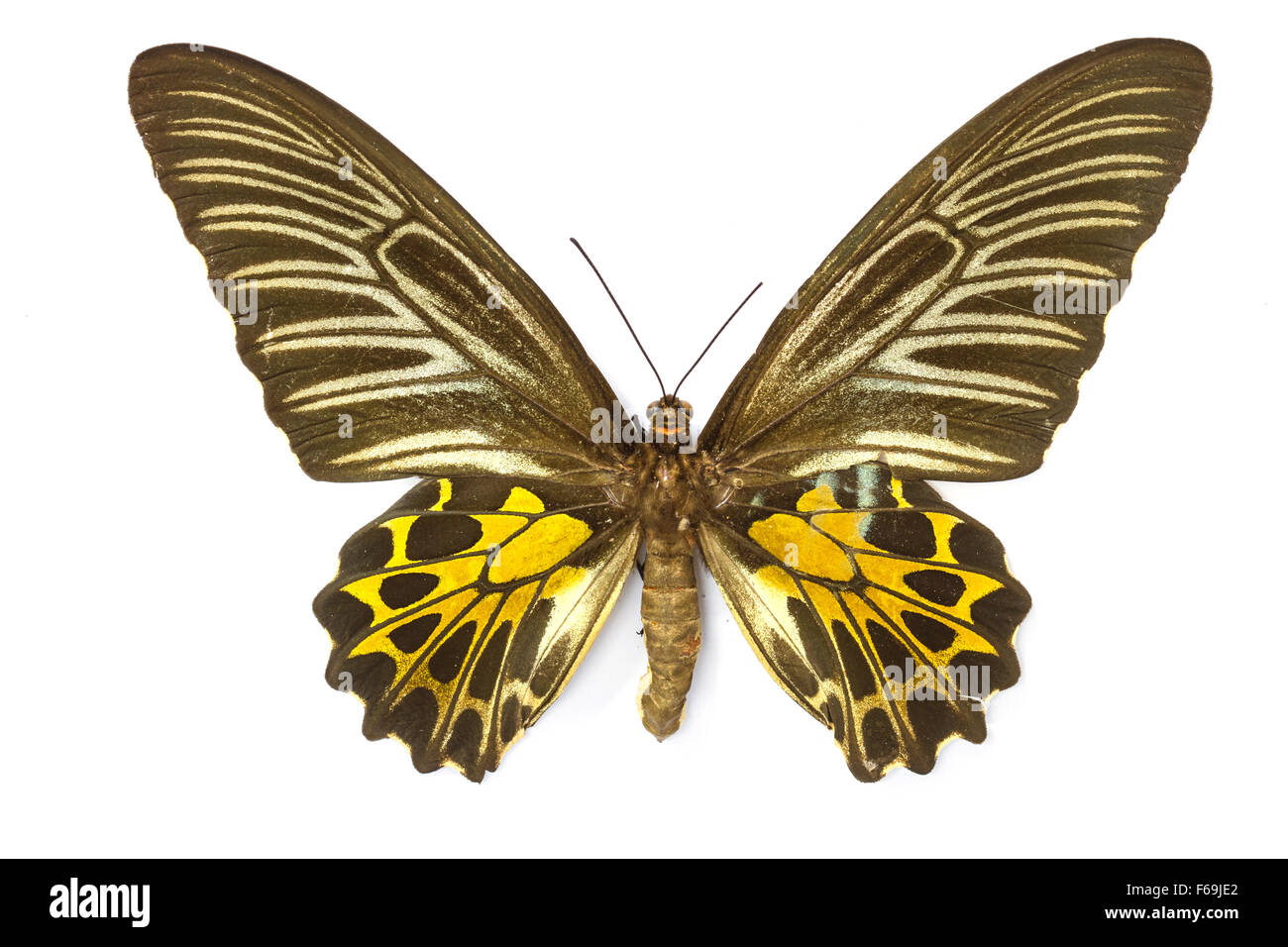Butterfly Collection, Butterfly specimens in the laboratory Stock Photo ...