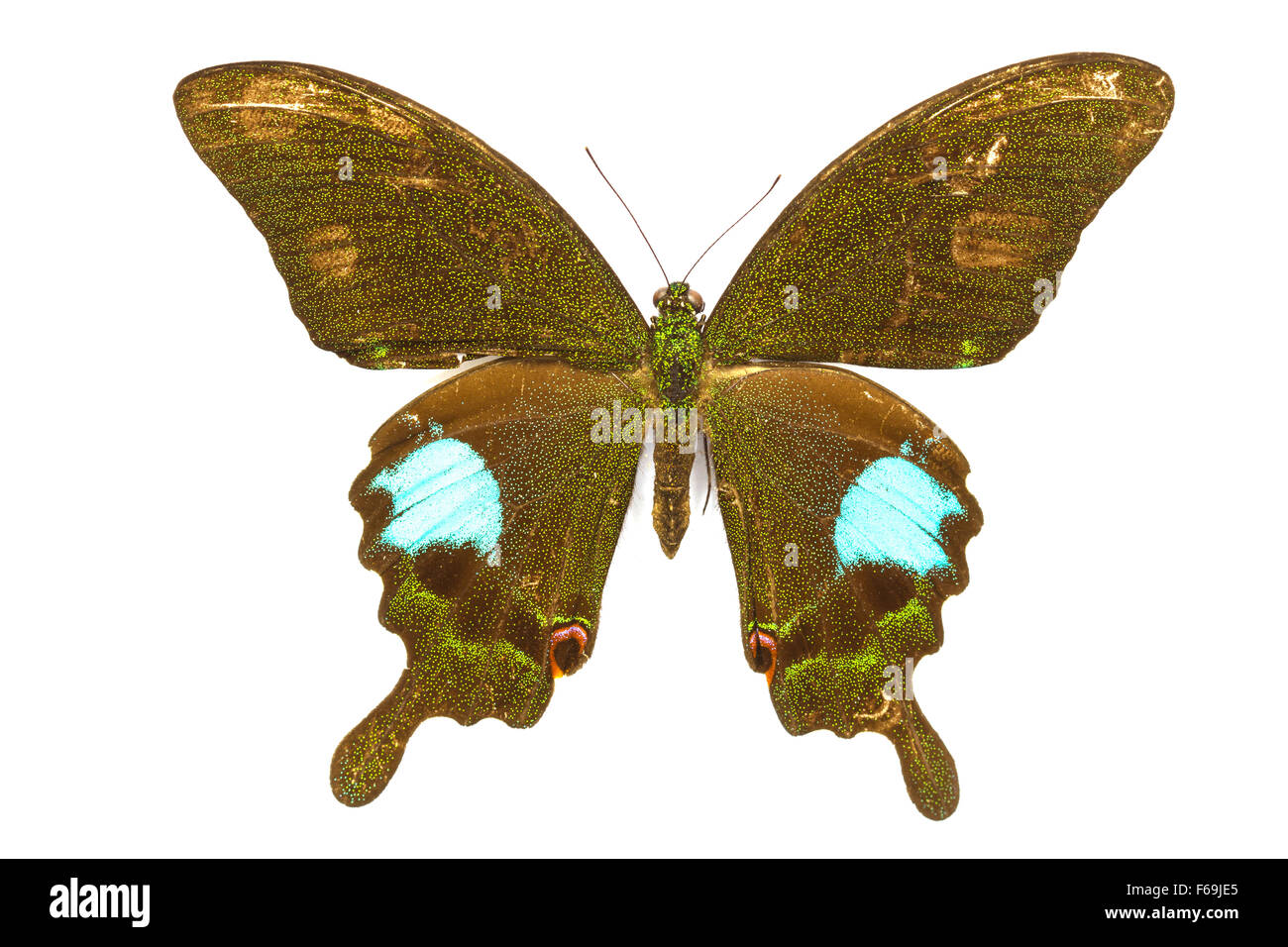 Butterfly Collection, Butterfly specimens in the laboratory Stock Photo ...
