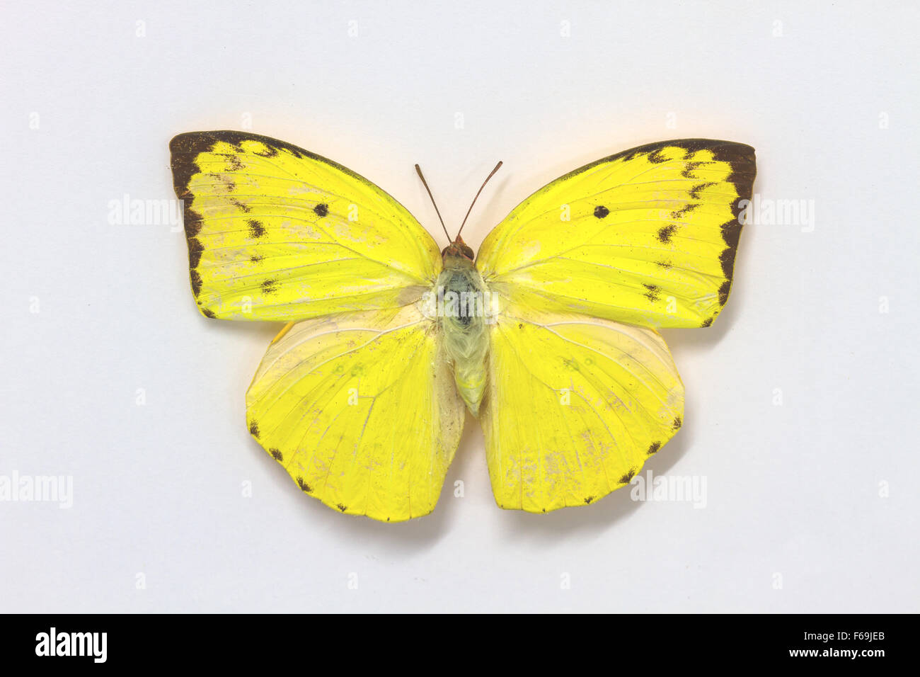 Butterfly Collection, Butterfly specimens in the laboratory Stock Photo ...