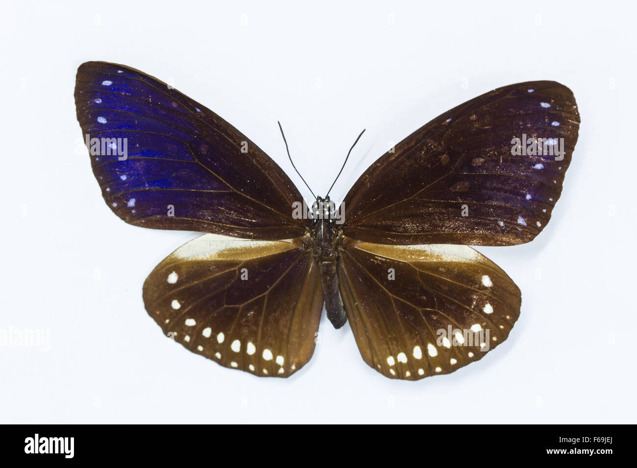 Butterfly Collection, Butterfly specimens in the laboratory Stock Photo ...