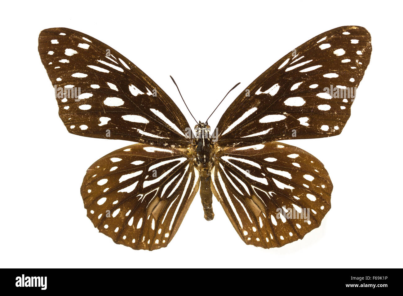 Butterfly specimens hi-res stock photography and images - Alamy