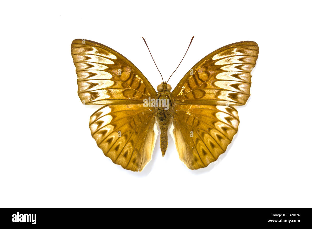 Butterfly Collection, Butterfly specimens in the laboratory Stock Photo ...