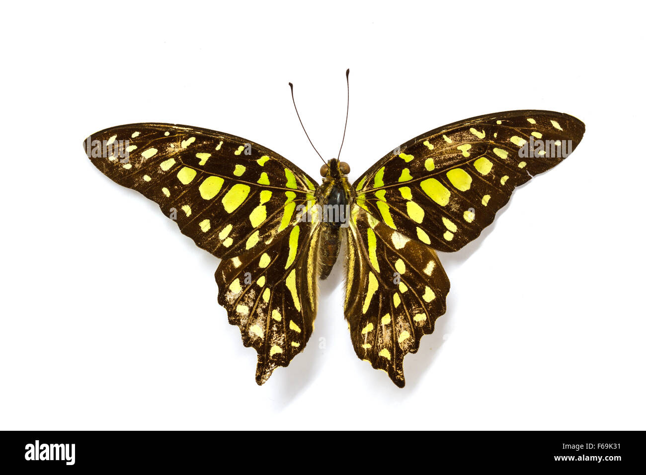 Butterfly Collection, Butterfly specimens in the laboratory Stock Photo ...