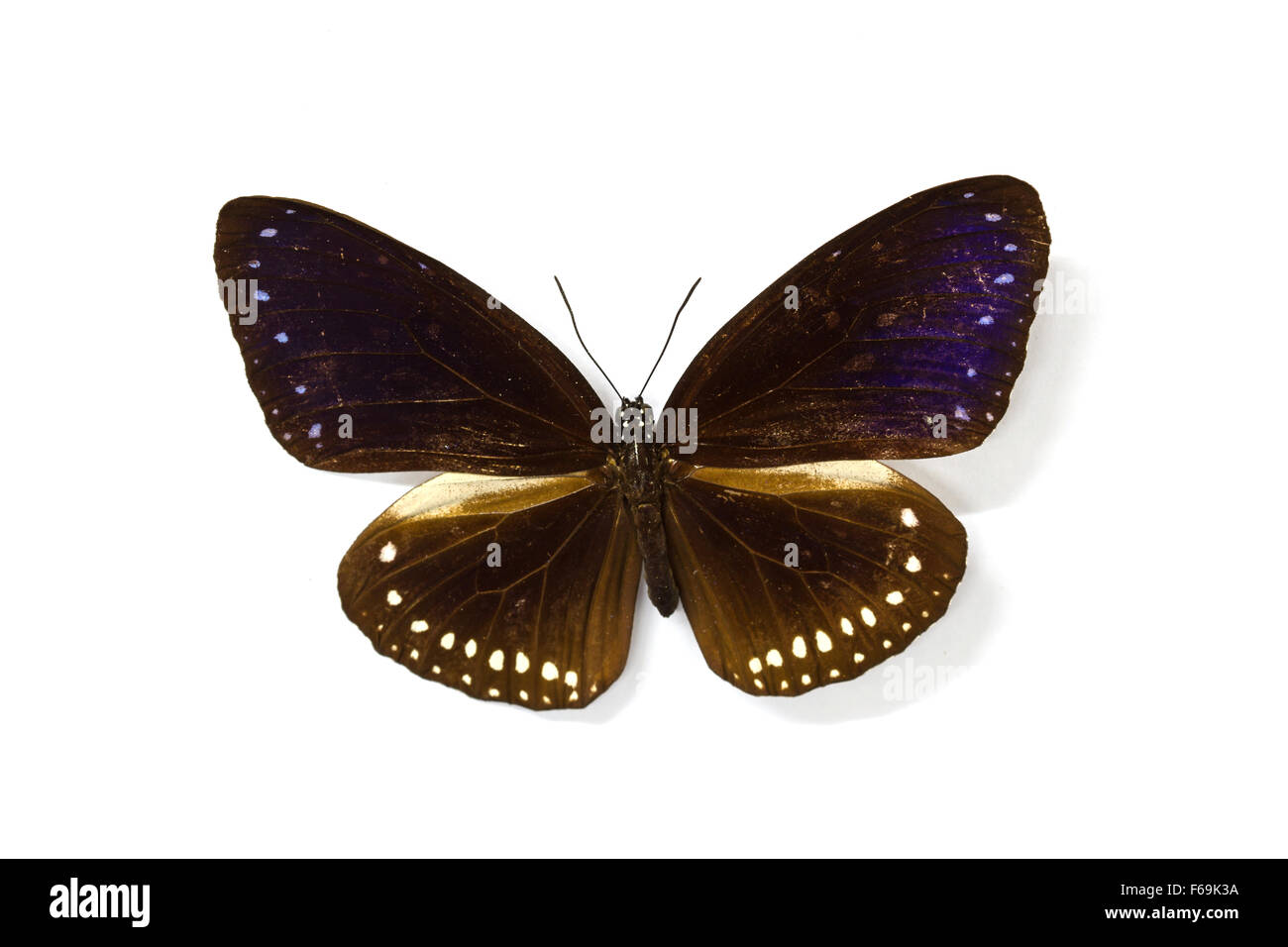 Butterfly Collection, Butterfly specimens in the laboratory Stock Photo ...