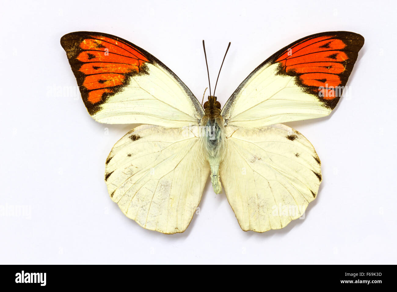 Butterfly Collection, Butterfly specimens in the laboratory Stock Photo ...