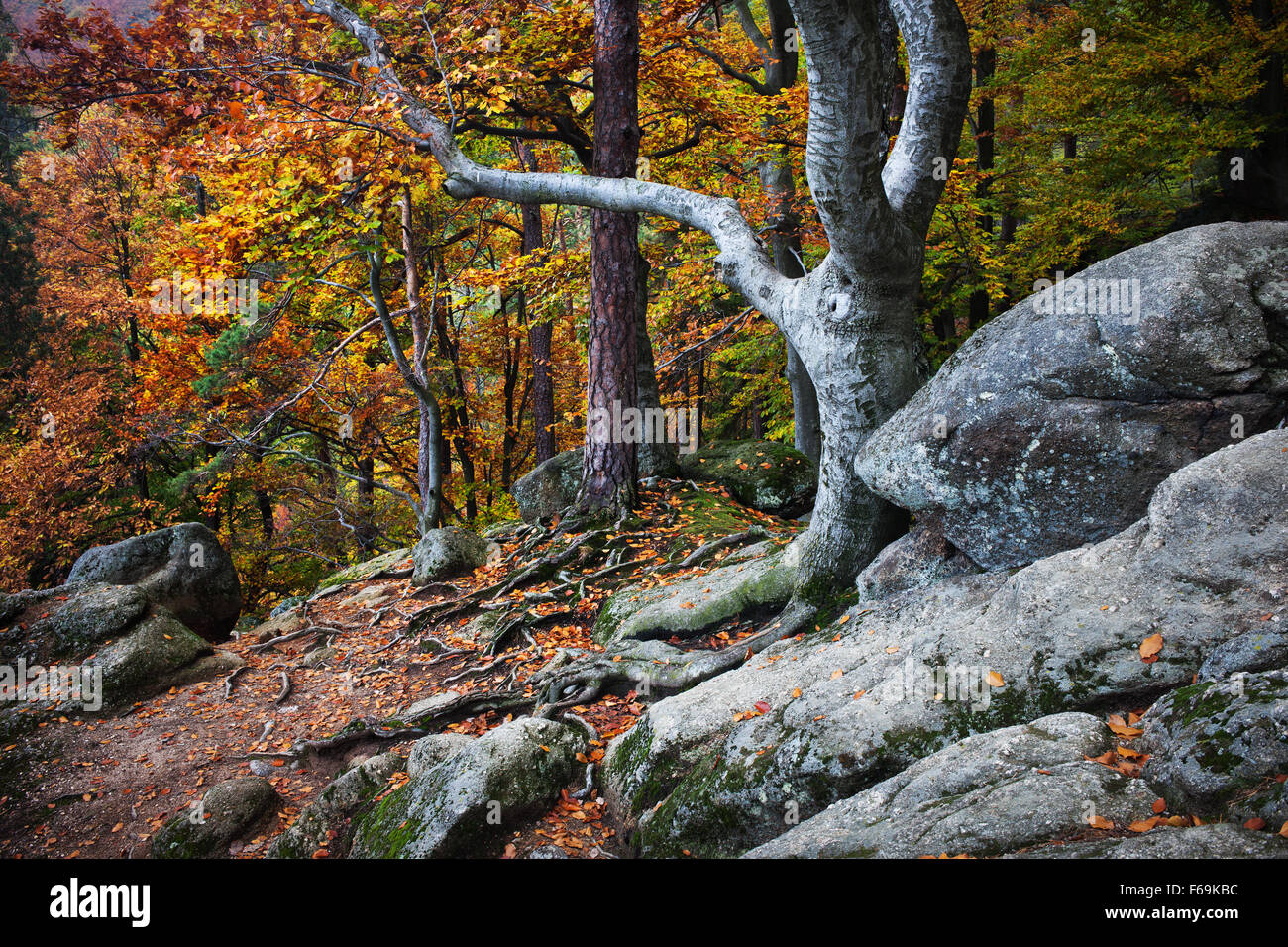 Old forest enchanted scenery in autumn Stock Photo - Alamy