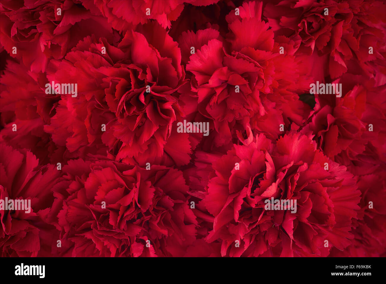 Bouquet of red flowers carnation for use as nature background. Soft ...