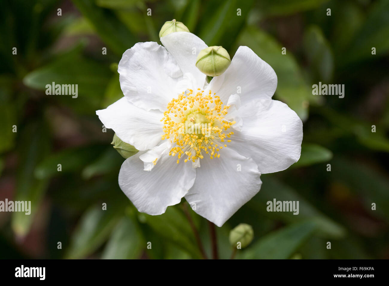Carpenteria californica 'Elizabeth' flower Stock Photo - Alamy