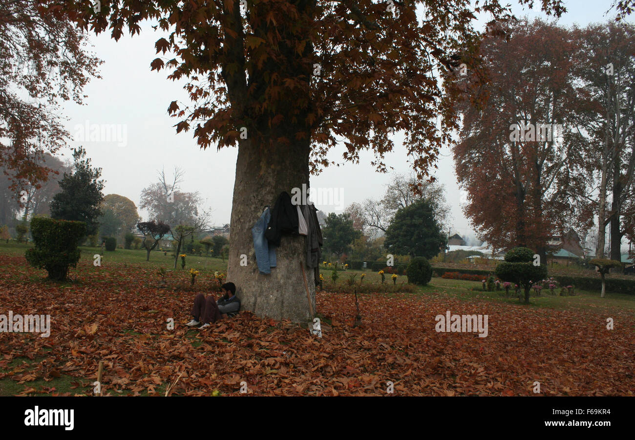 Srinagar, Indian Administered Kashmir:15 November . A kashmiri gardener ...
