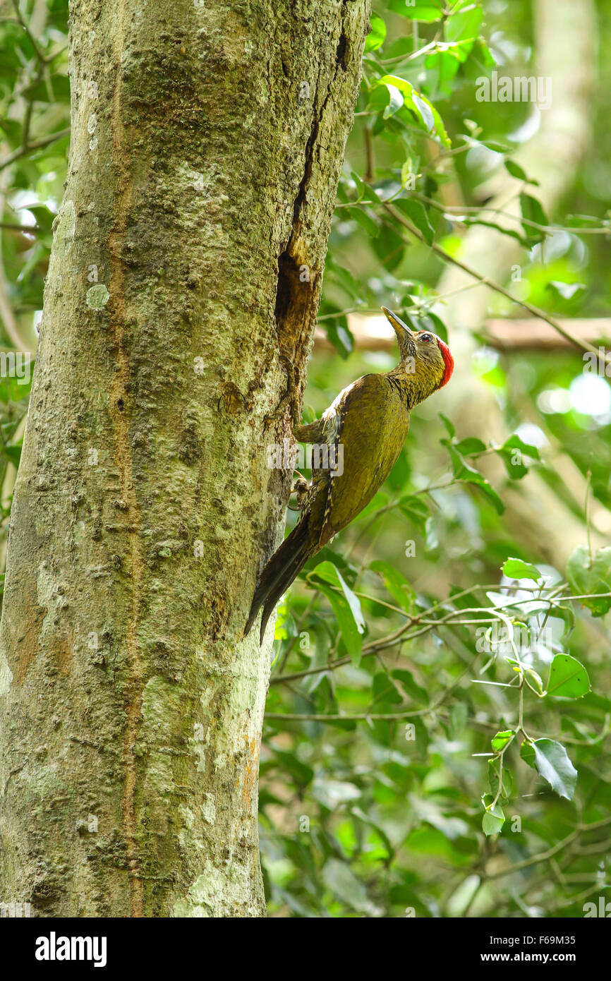 Laced Woodpecker (Picus vittatus) on the tree in forest Stock Photo - Alamy