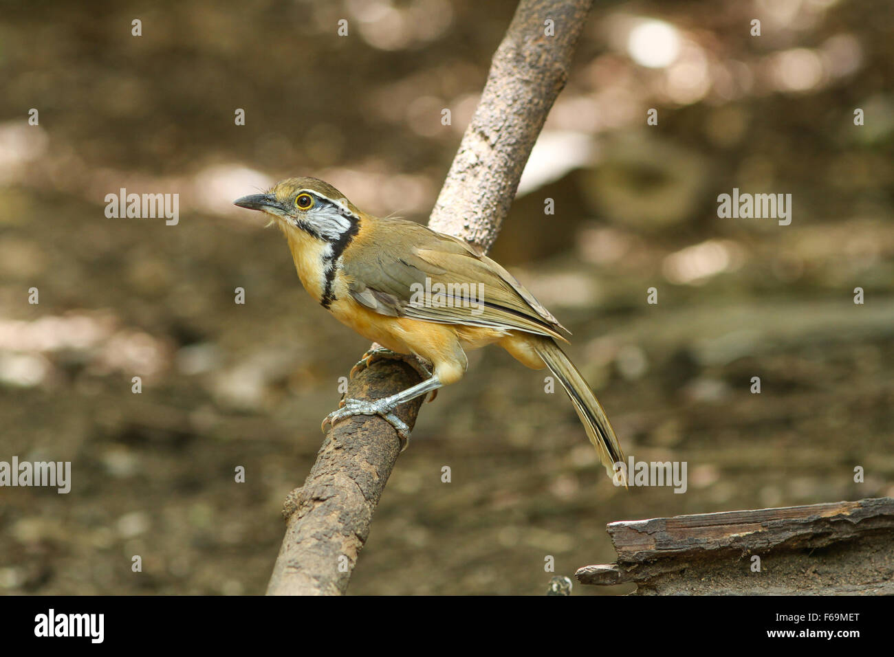 Greater Necklaced Laughingthrush (Garrulax pectoralis) in nature Stock ...
