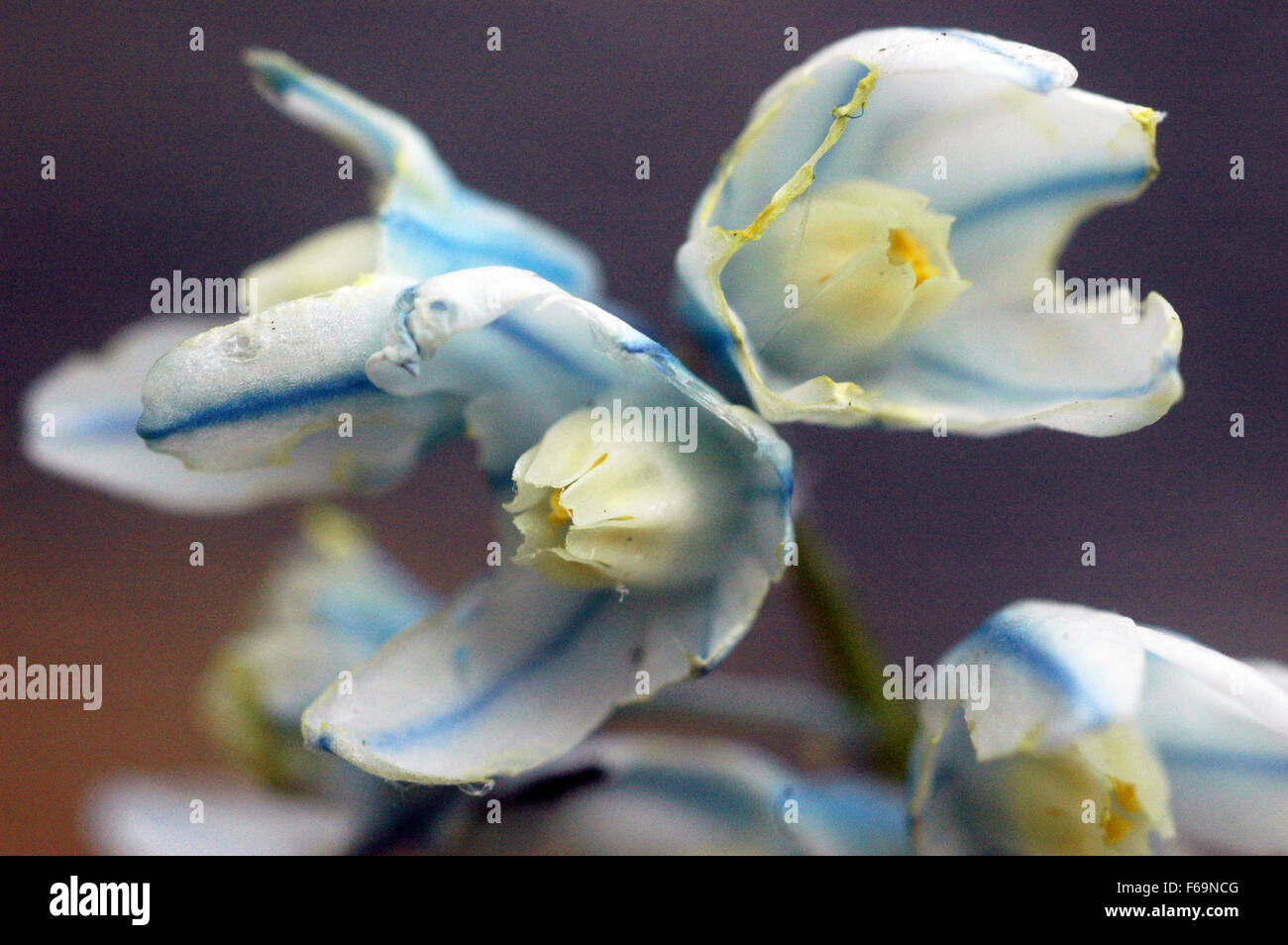 Londonk, UK, 12 April 2015. Close up of russian snowdrops pushkinia ...