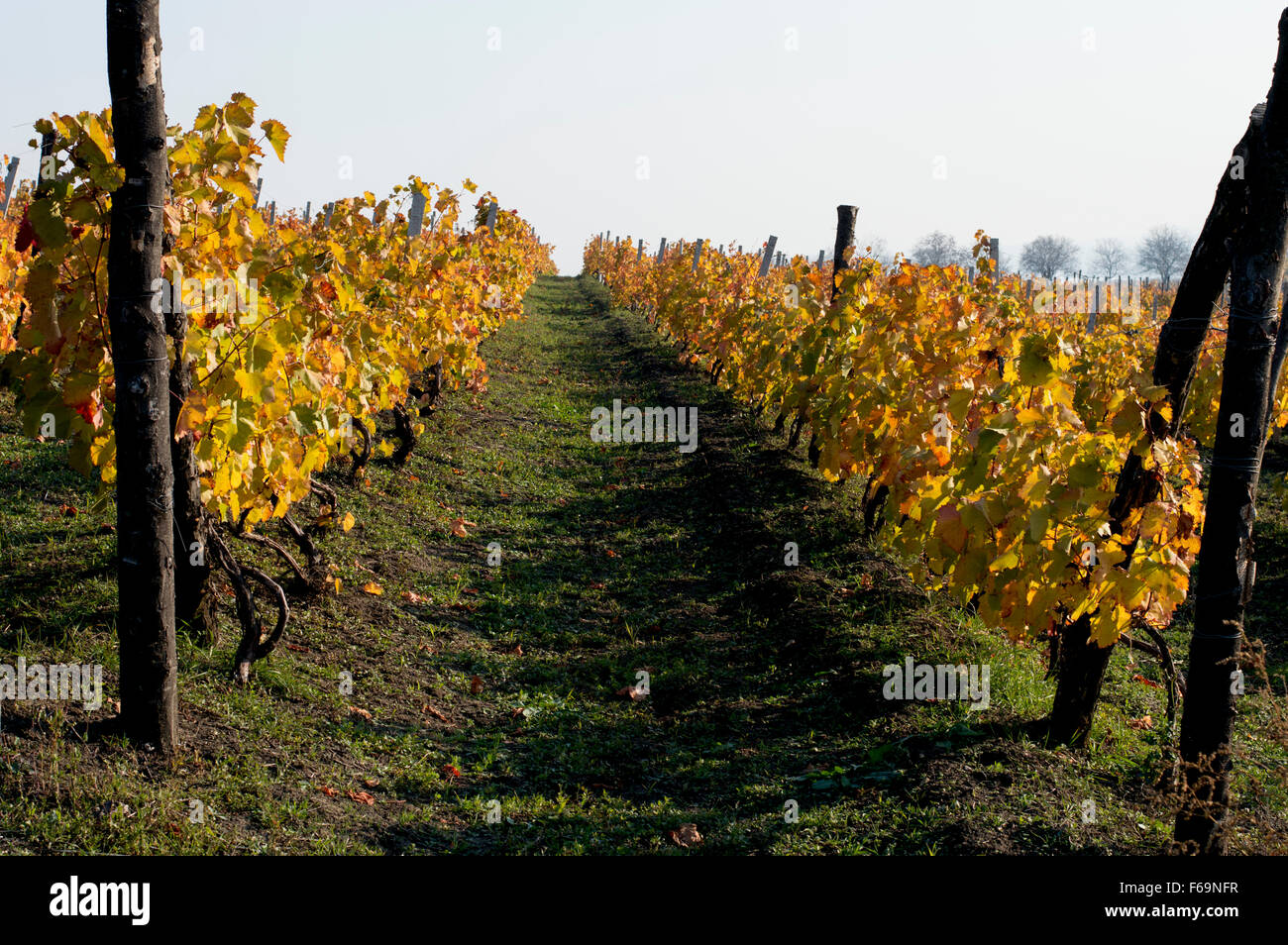 fall, vineyards on hills, a subject seasons Stock Photo - Alamy