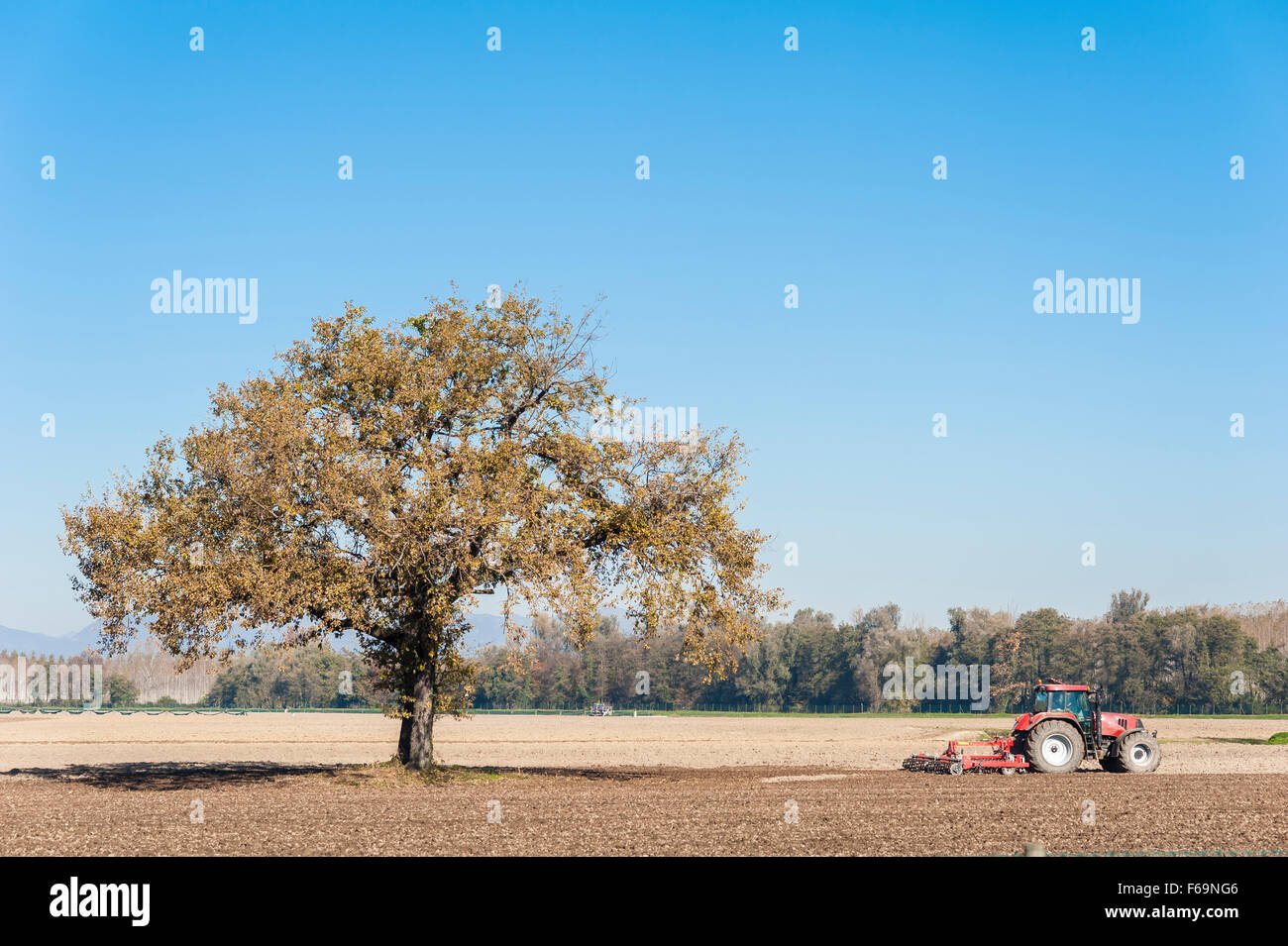 Agricultural landscape with a tree and tractor plowing the field with ...