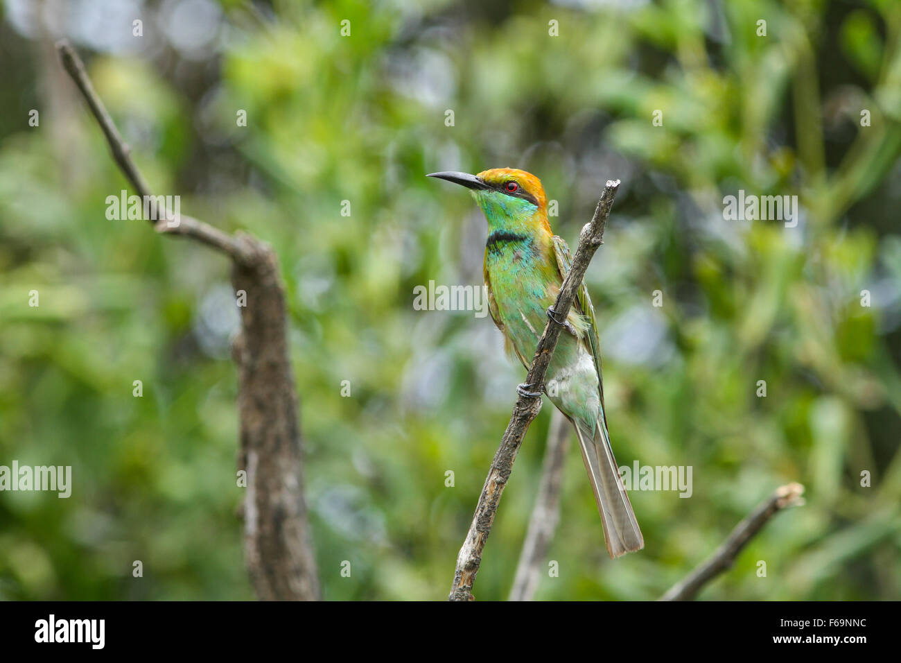Bee eater Bird (Chestnut headed Bee-eater) on a branch in nature Stock ...