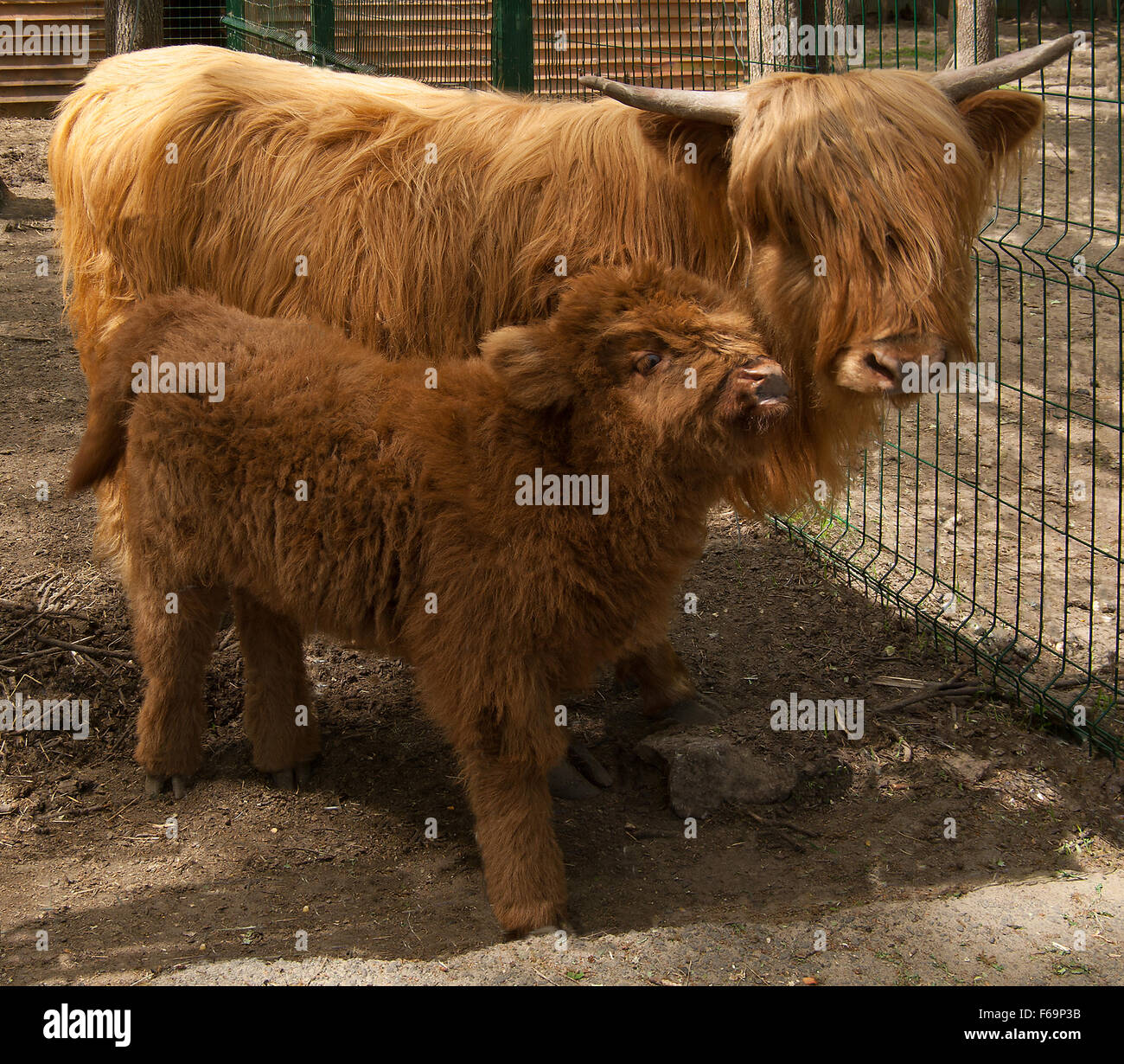 Scottish highland cow with calf(Highland cattle),(Bos primigenius ...