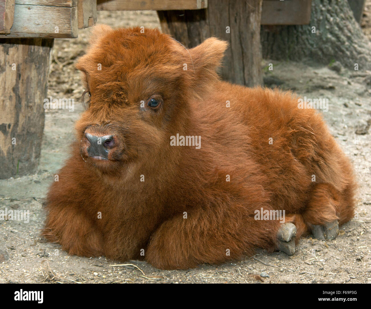 Dairy cubs hi-res stock photography and images - Alamy