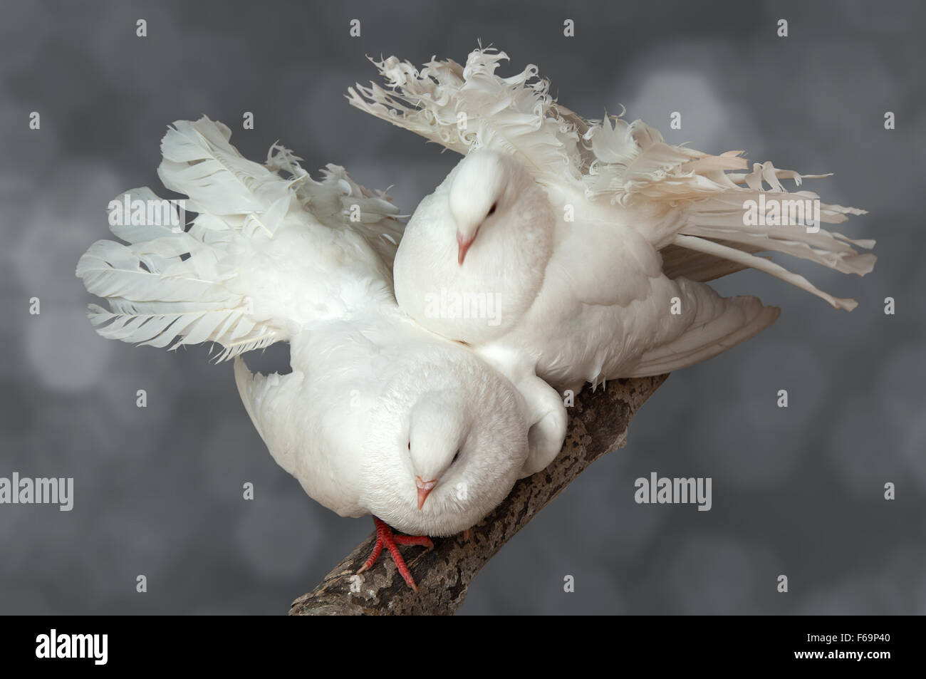 Breeds pigeons hi-res stock photography and images - Alamy