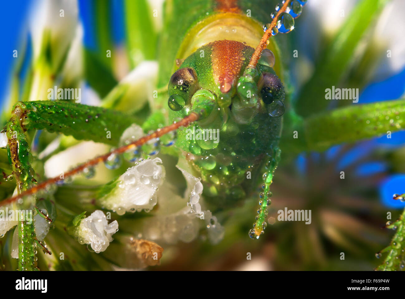 Green Grasshopper Tettigonia Viridissima Ukraine Macro Portrait