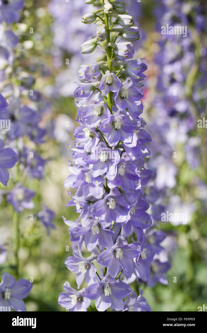 Delphiniums herbaceous border hi-res stock photography and images - Alamy