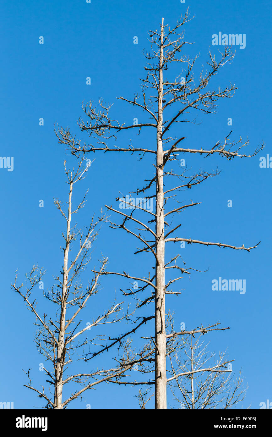 Dead trees stem hi-res stock photography and images - Alamy