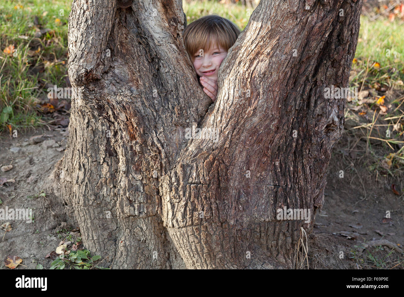 young boy trapped in a tree Stock Photo - Alamy